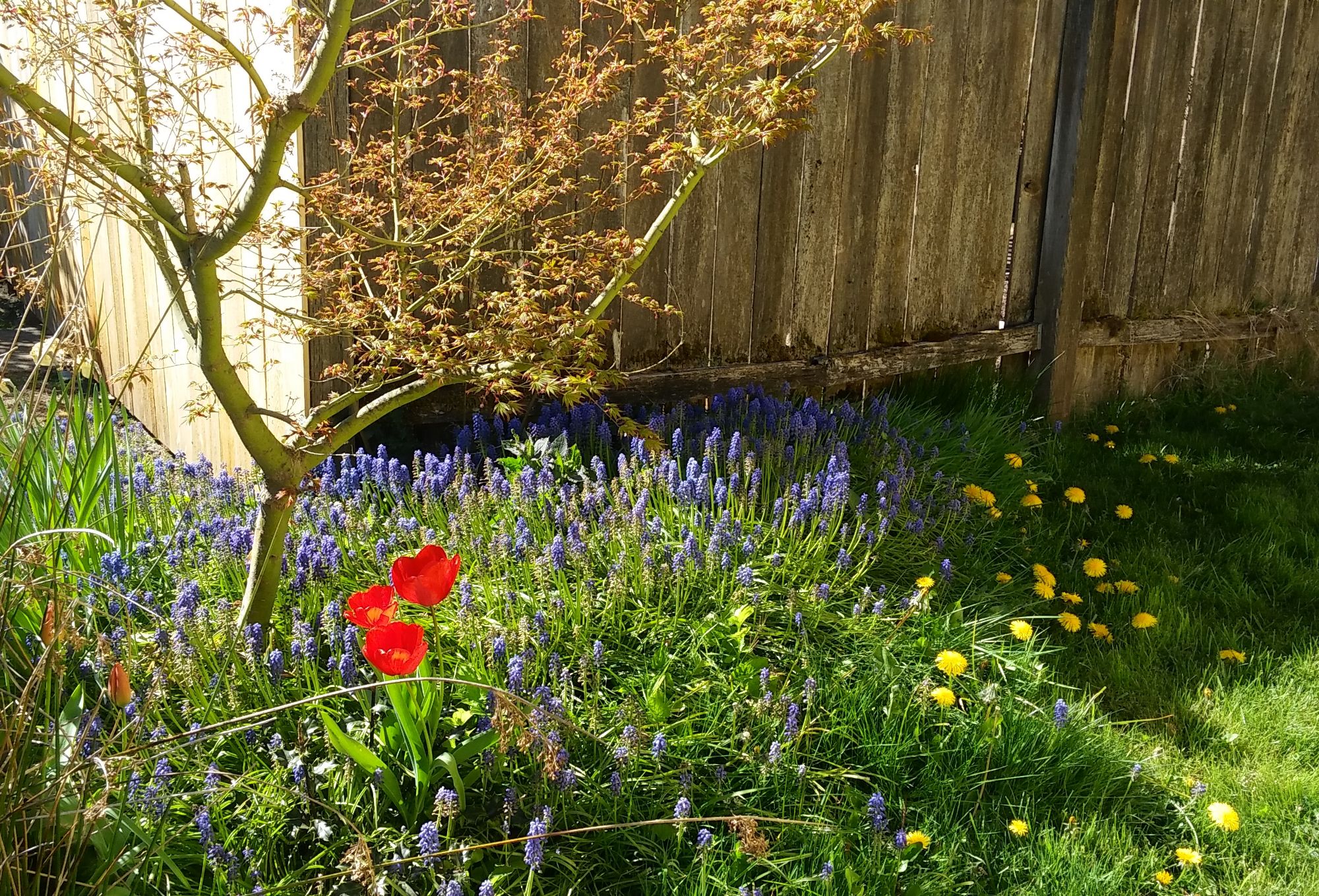 Word Pictures – Rebellious Hazelnuts