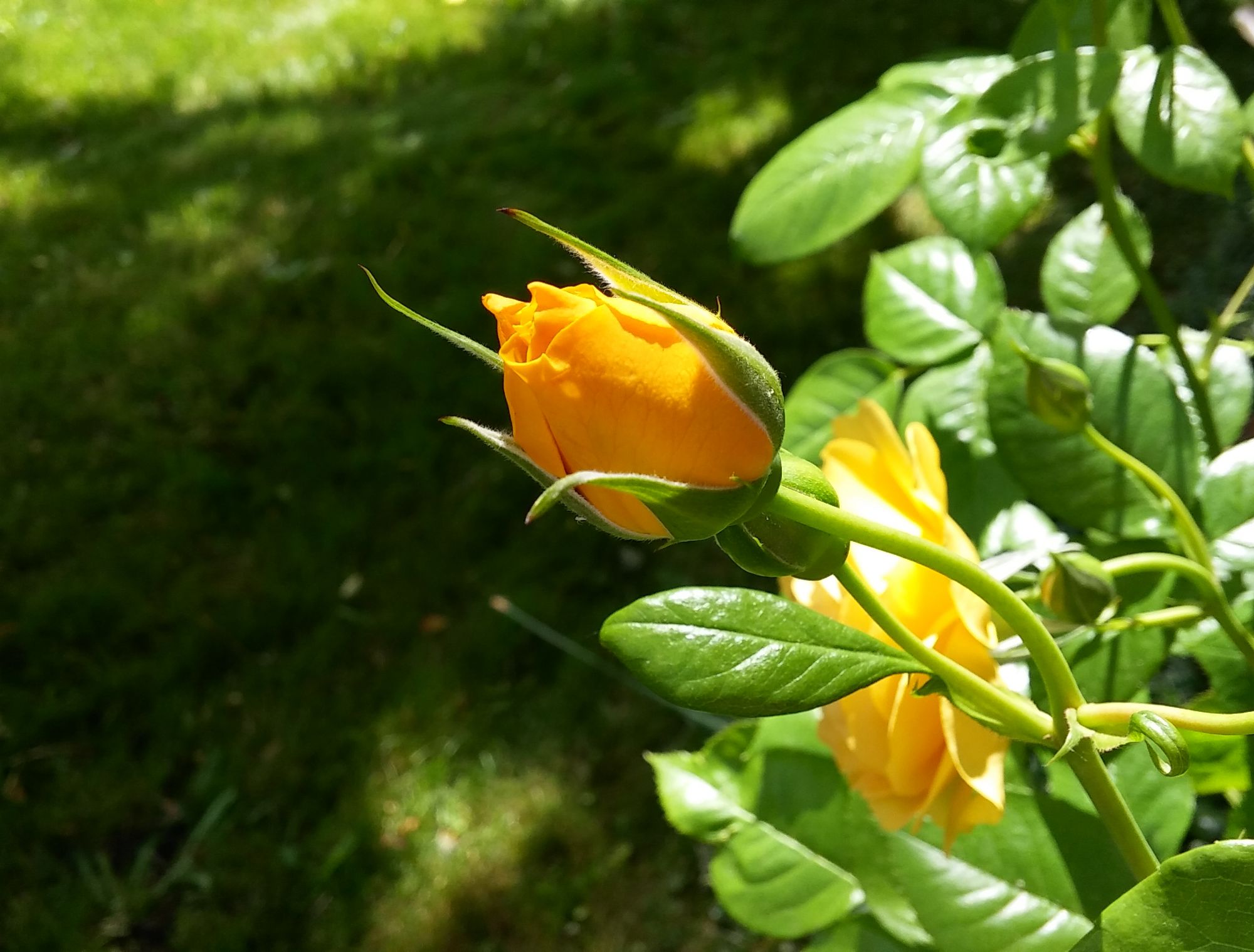 Ghost Weekend – Rebellious Hazelnuts